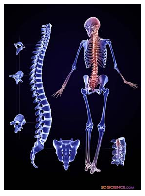 The Dorn Method - Practitioner Anatomy Information