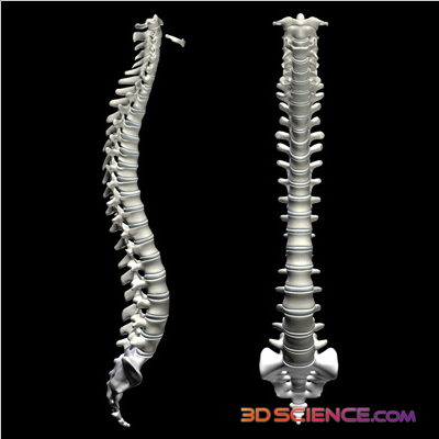 The Dorn Method - Practitioner Anatomy Information